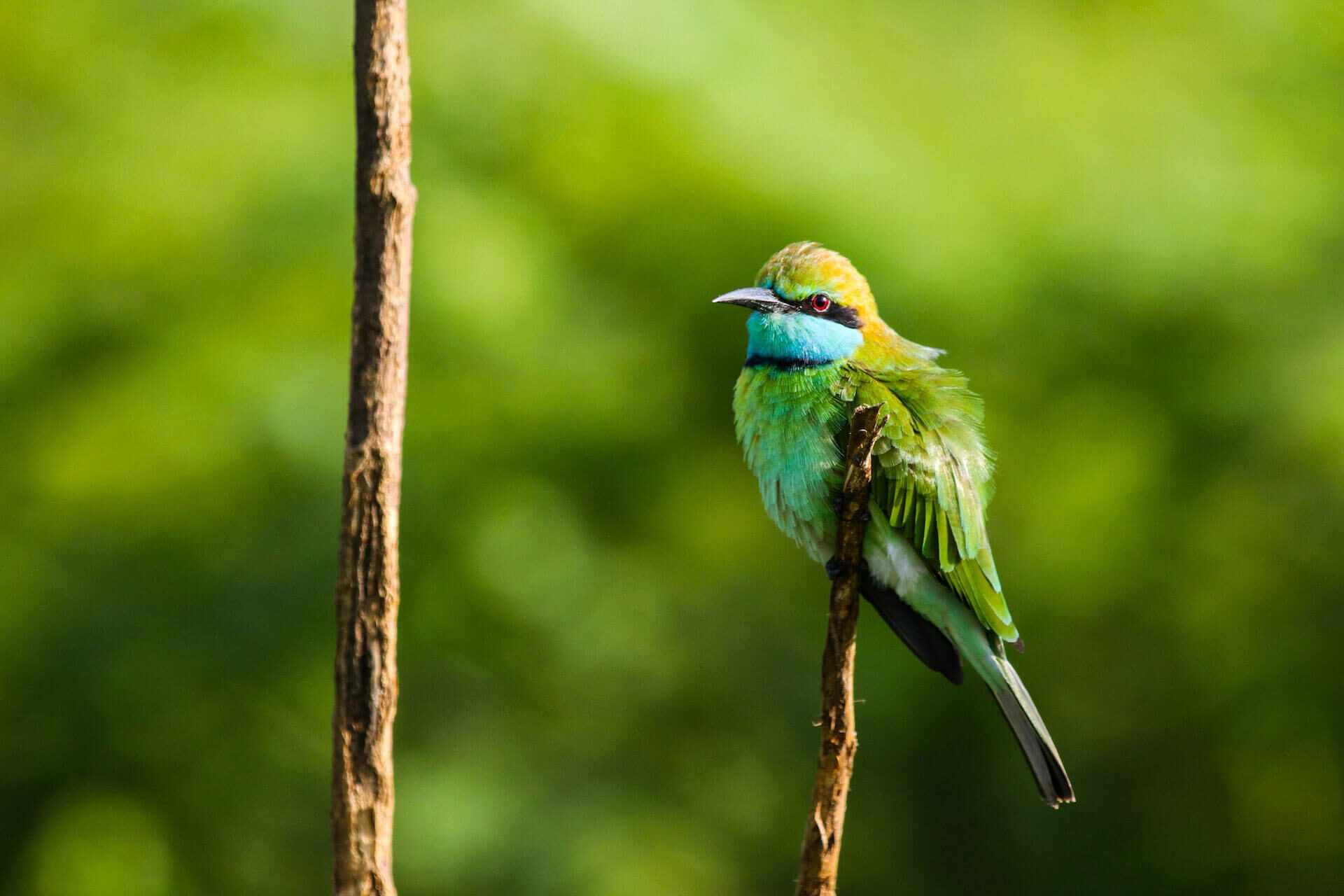 Discover Top 3 Bird Watching Places in Sri Lanka